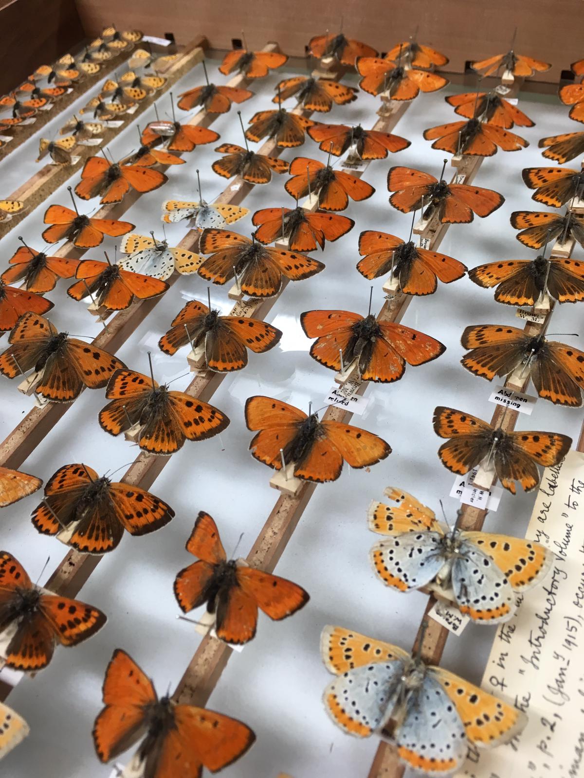 Butterflies Through Time - Cambridge University Museums