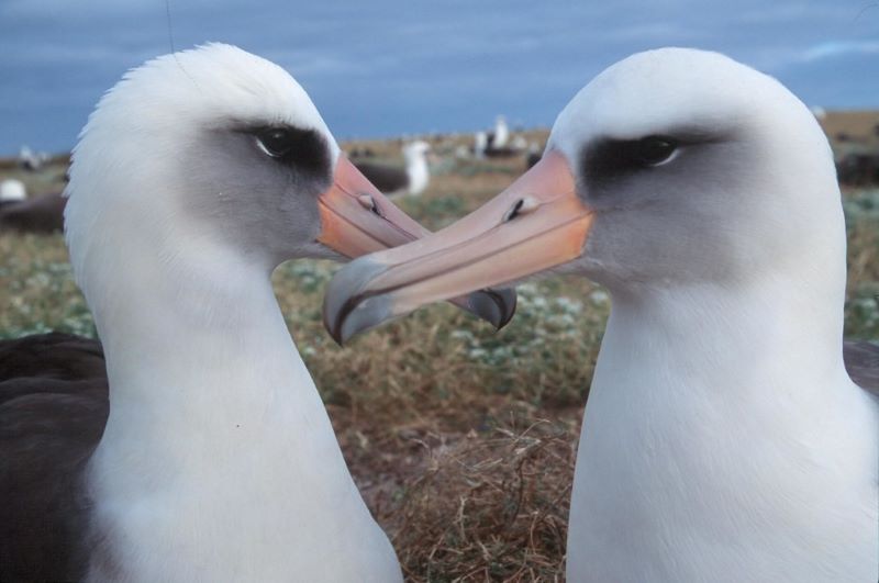 Bridging Binaries in the Animal Kingdom - Cambridge University Museums