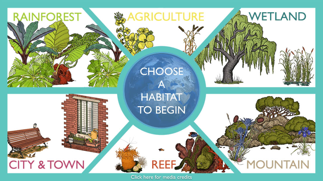 Animal Adventurers: the game - Cambridge University Museums