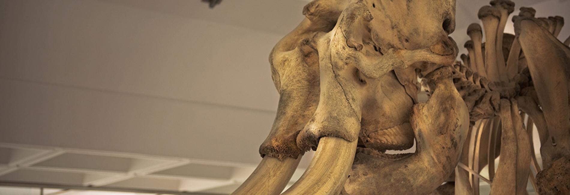 Origin Of The World Zoology at Francis Snyder blog
