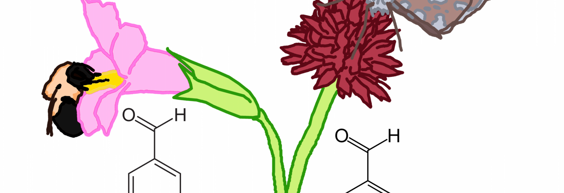 Science on Sundays talk: Stop and smell the… pollination! | University ...