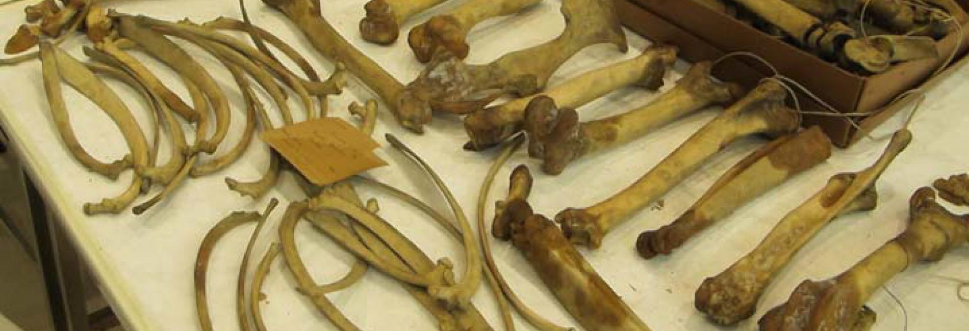 From Bone to Ivory: Materials Identification Workshop | University of ...