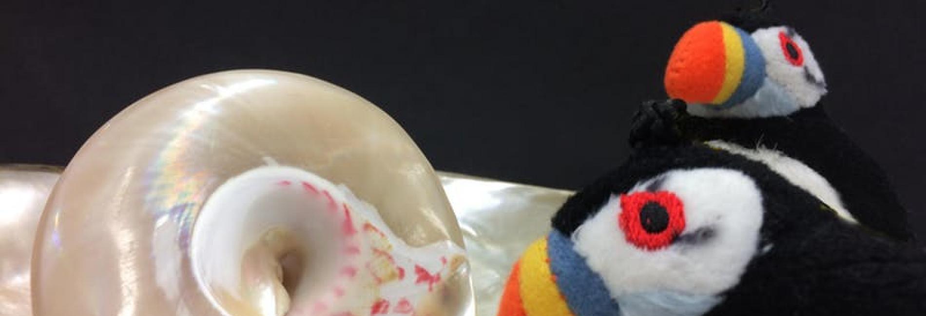 Animal Tails: Down by the Sea | University of Cambridge Museums