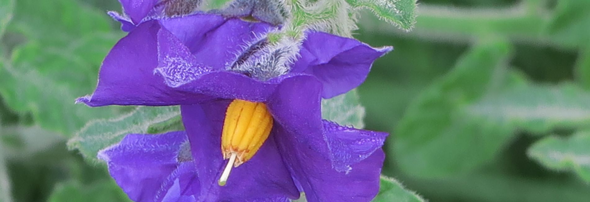The Nightshade Family | University of Cambridge Museums