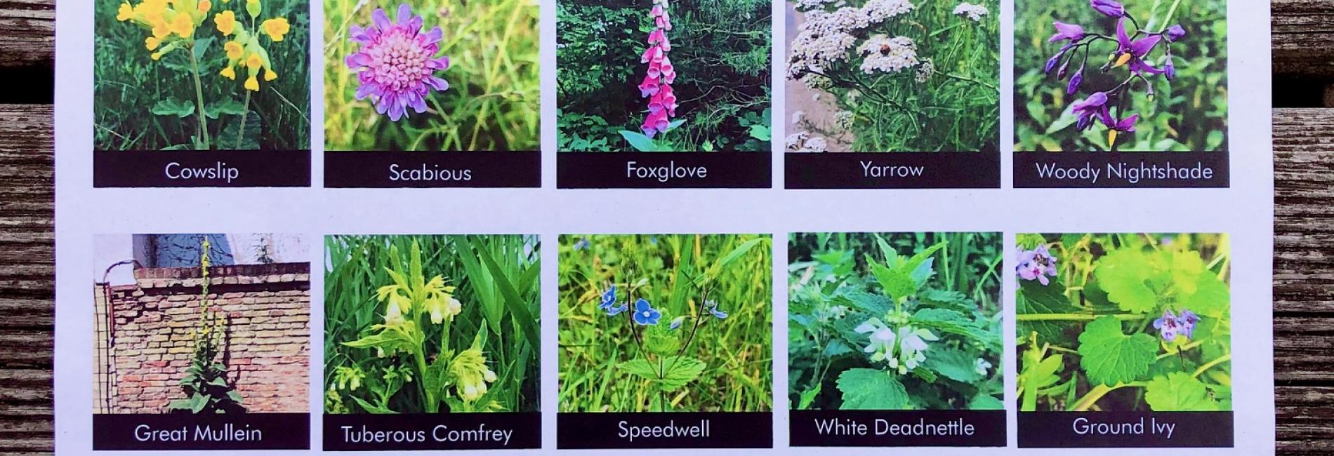 Wildflower Bingo | University of Cambridge Museums