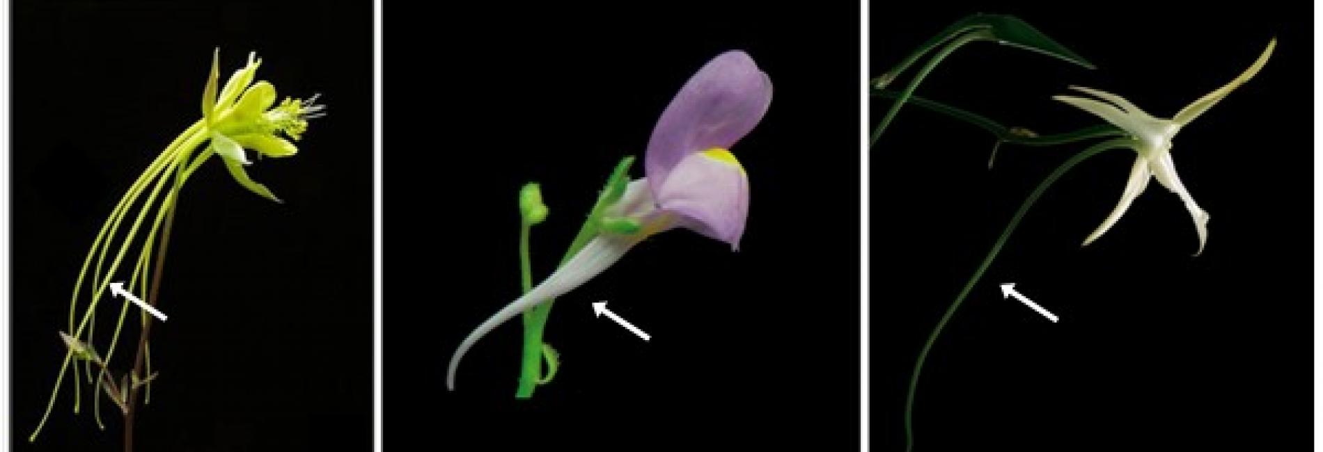 Science on Sundays – Sweet if you can get it: the evolution and ...