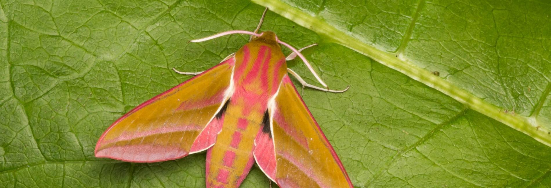 Marvellous Moths | University of Cambridge Museums