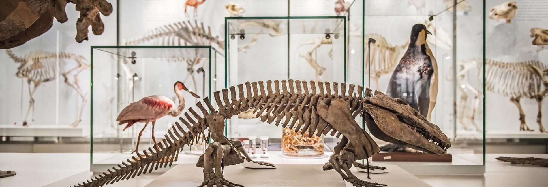 Guided tour of the Museum of Zoology | University of Cambridge Museums