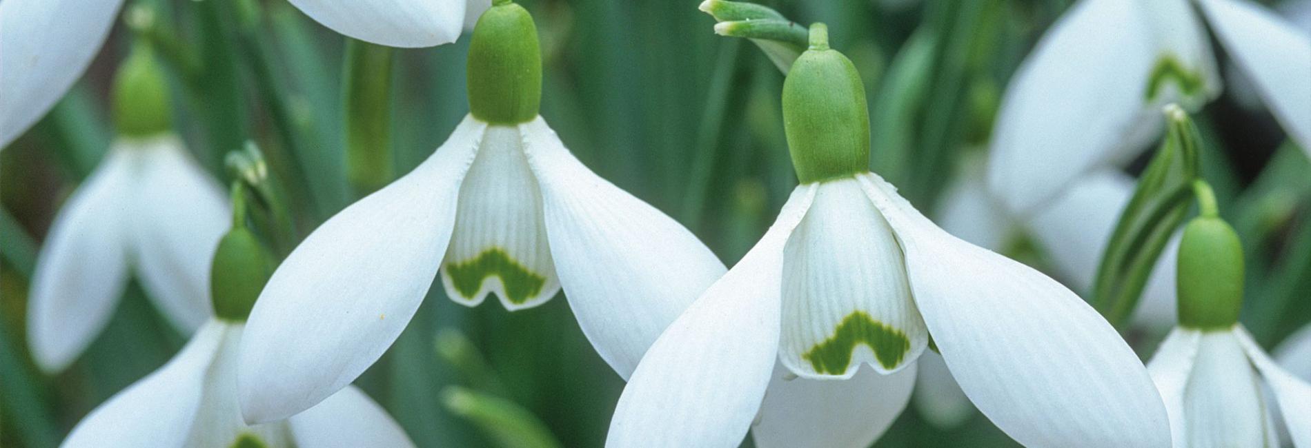 Snowdrop Trail | University of Cambridge Museums