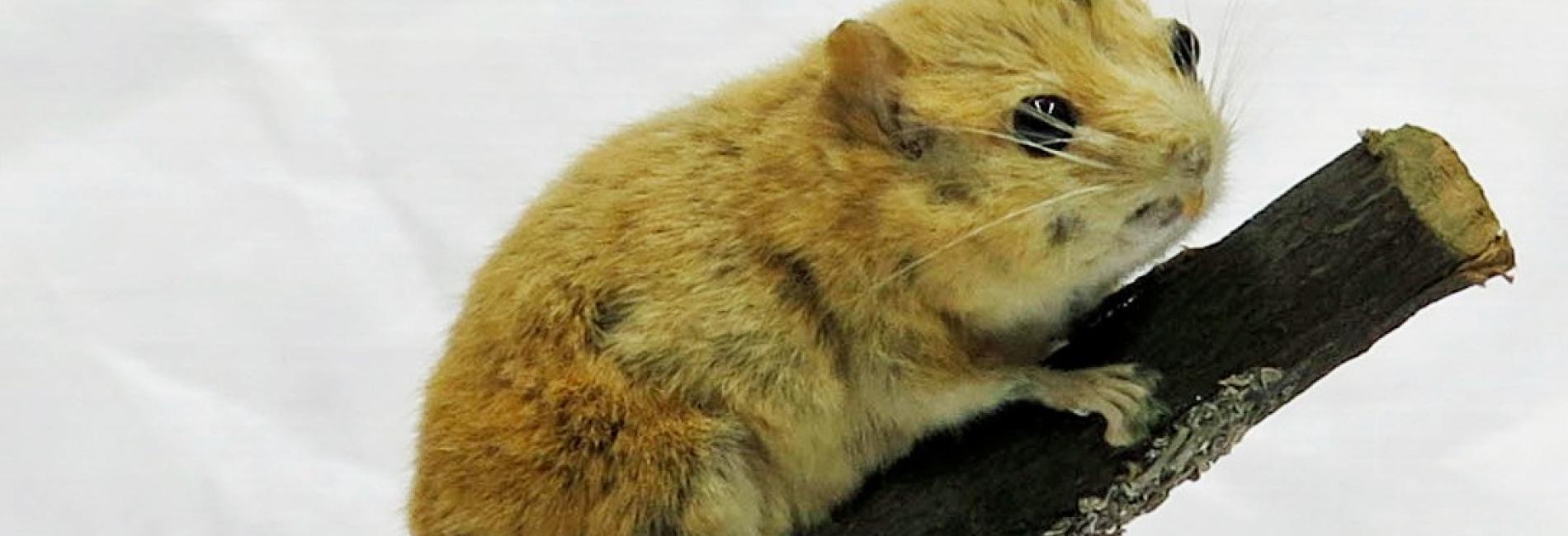 Build a Dormouse Den | University of Cambridge Museums