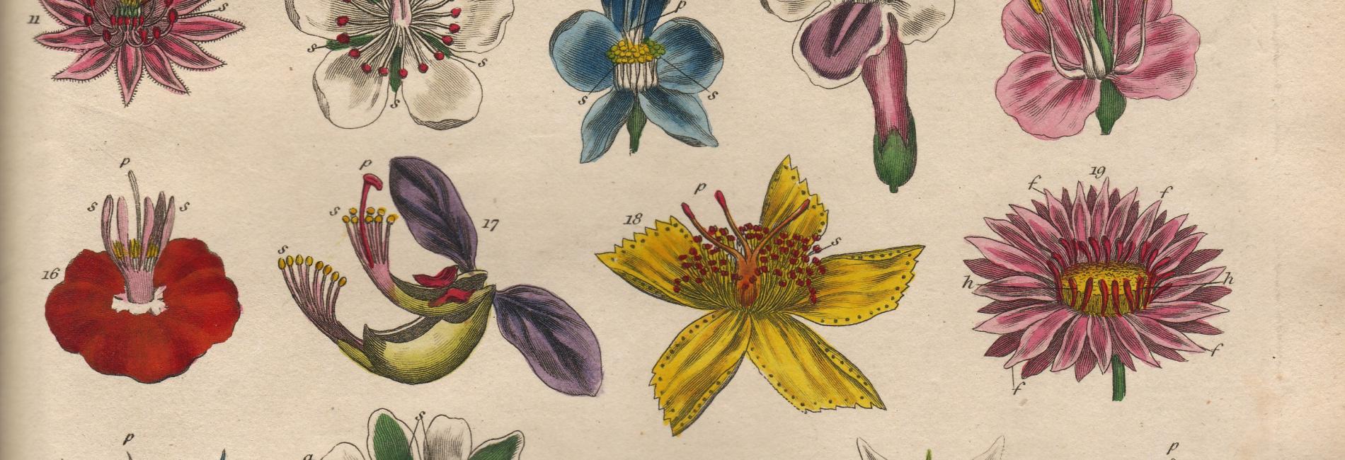 CLASSROOM COURSE Botany for beginners: understanding flowers ...