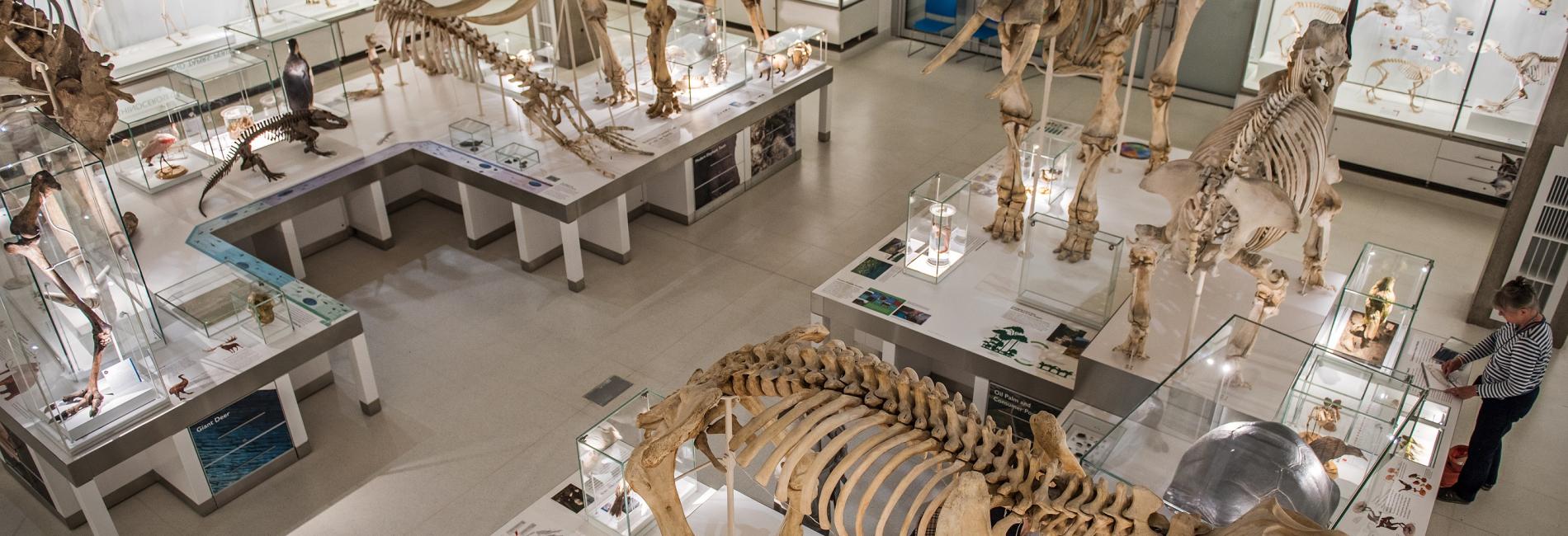 String Quartet at the Museum | University of Cambridge Museums