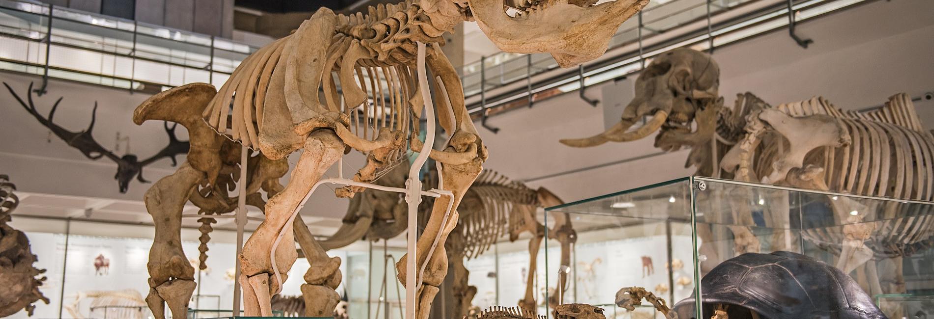 Guided tour of the Museum of Zoology | University of Cambridge Museums