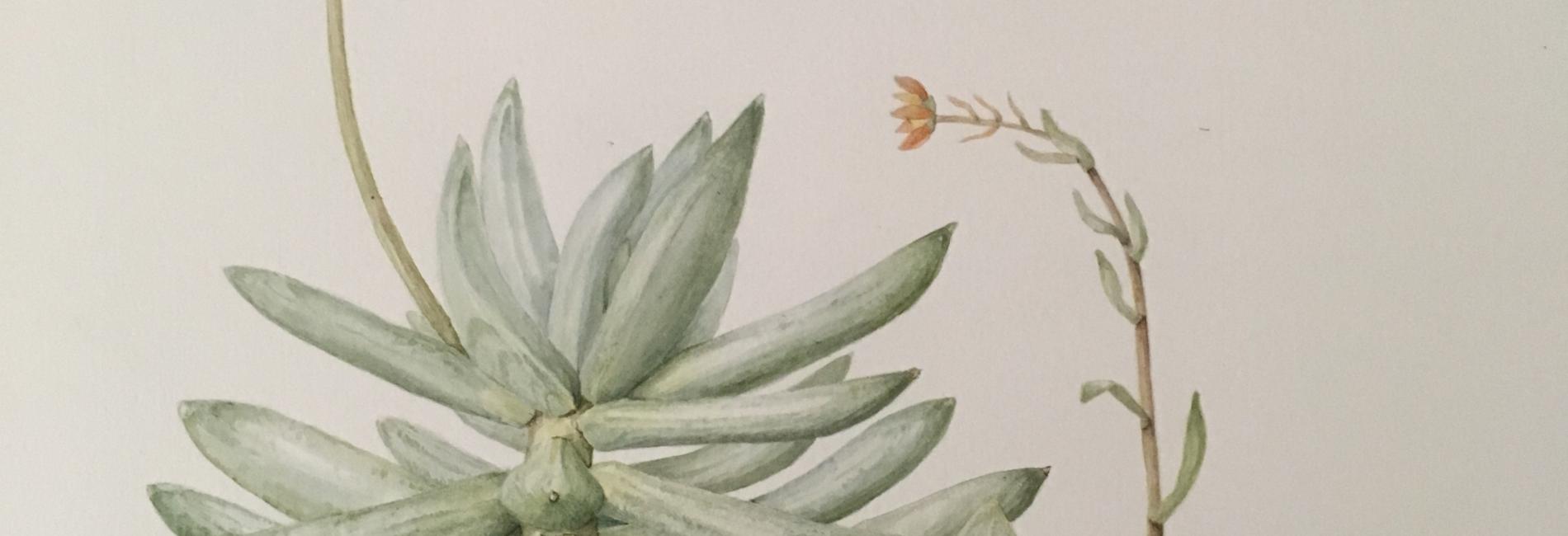 CLASSROOM COURSE Painting succulents in watercolour | University of ...