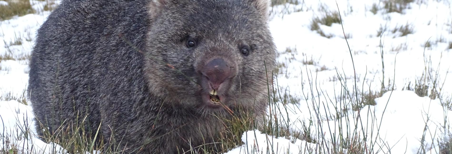 DON'T CALL ME WEIRD: AUSTRALIA'S AMAZING MAMMALS | University of ...