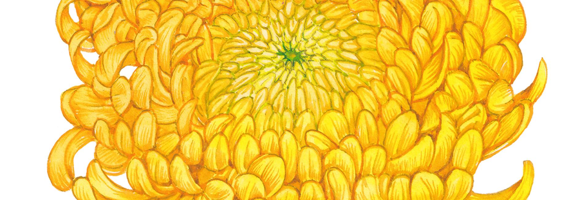 CLASSROOM COURSE Composite flowers: Asteraceae | University of ...