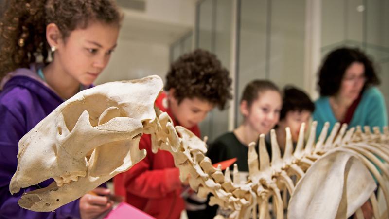 Museum of Zoology | University of Cambridge Museums